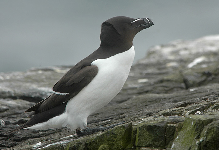 Copyright © 2004-2010 Roberto Lerco