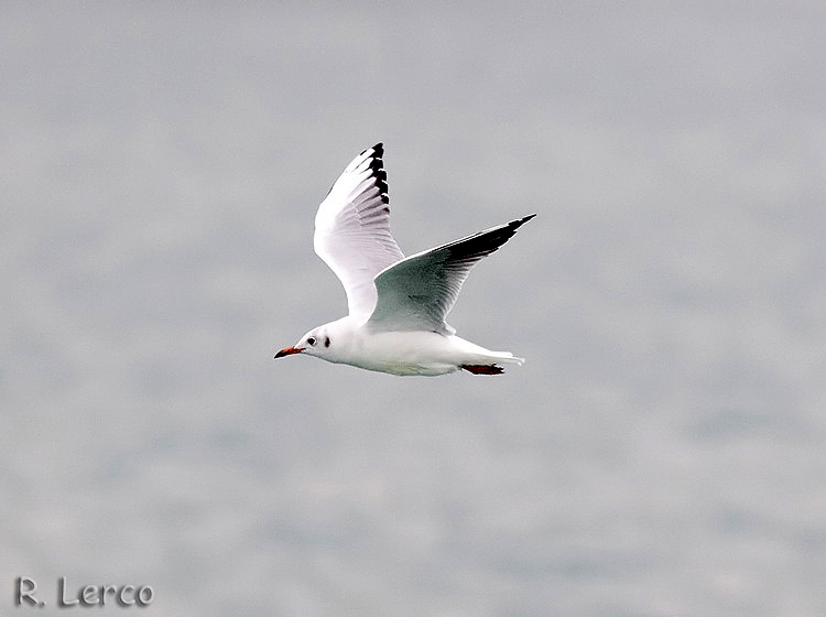 gabbianello, larus minuta, little gull