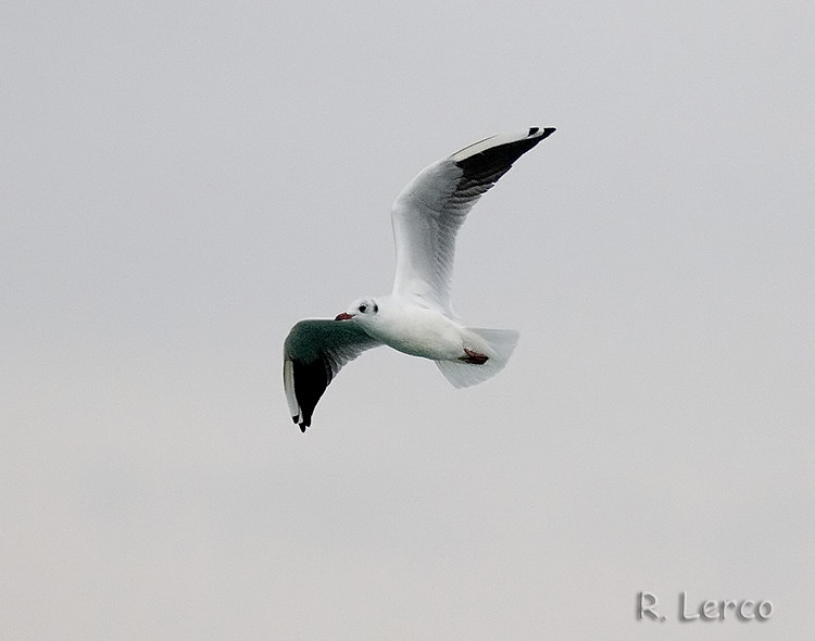 gabbianello, larus minuta, little gull