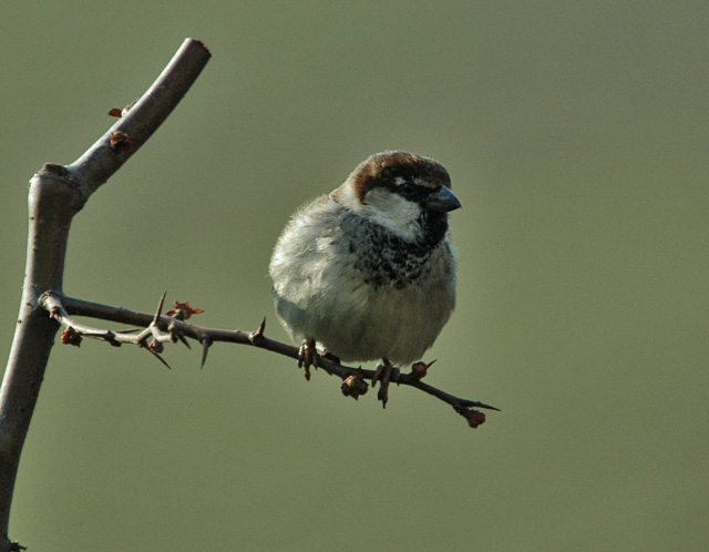 Copyright © 2004-2010 Roberto Lerco