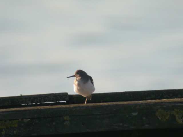 Copyright © 2004 2010 Roberto Lerco