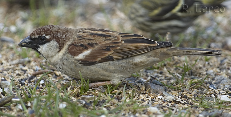 Verona - Italy - Juanuary 2005